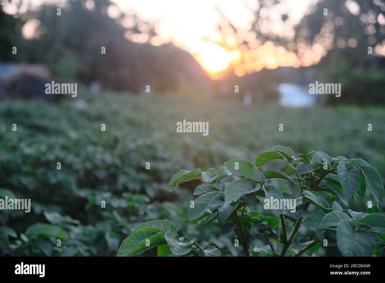 closeup potato field at the sunset Stock Photo - Alamy