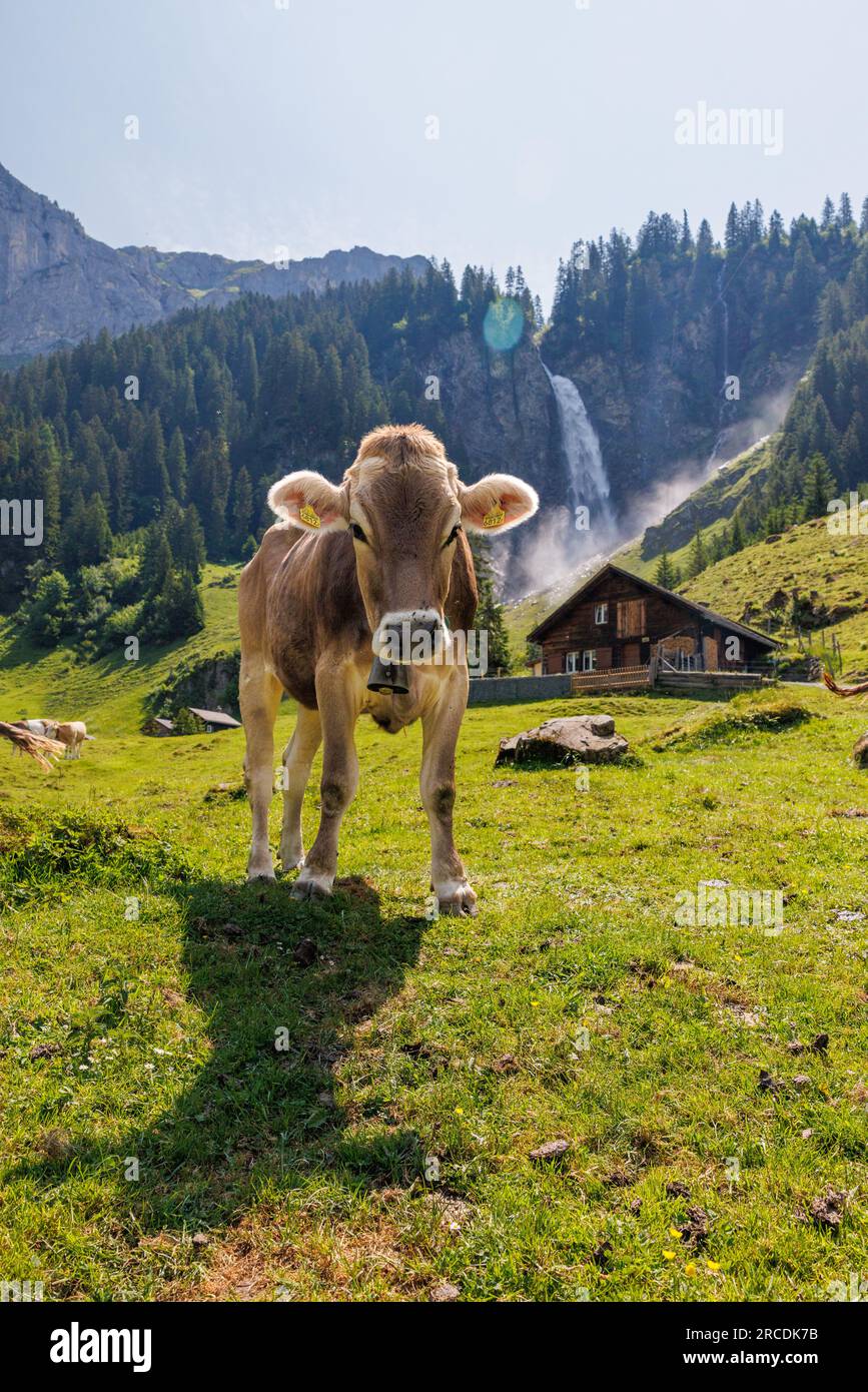 swiss cow on a alpine meadow in front of a waterfall Stock Photo - Alamy