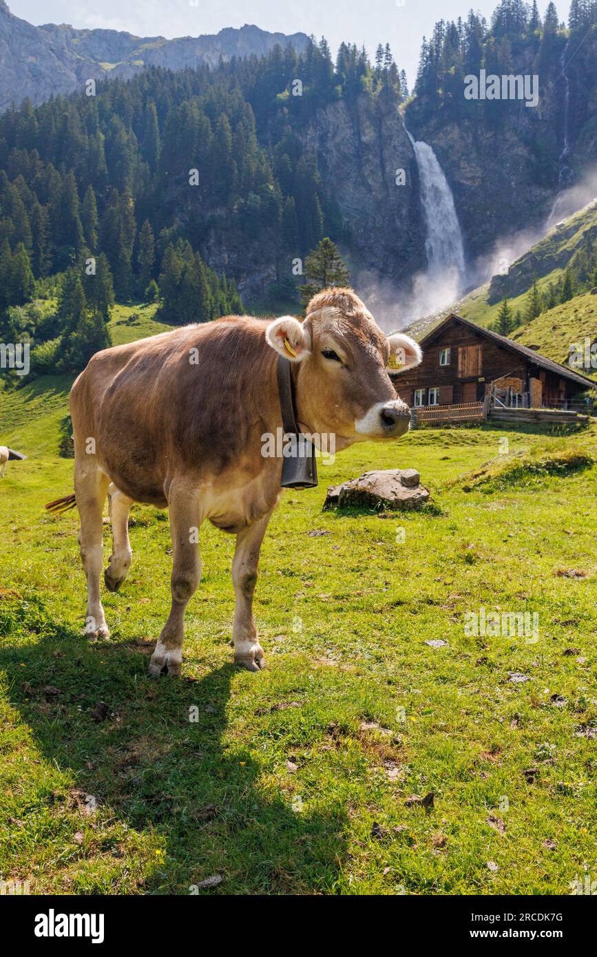 swiss cow on a alpine meadow in front of a waterfall Stock Photo - Alamy