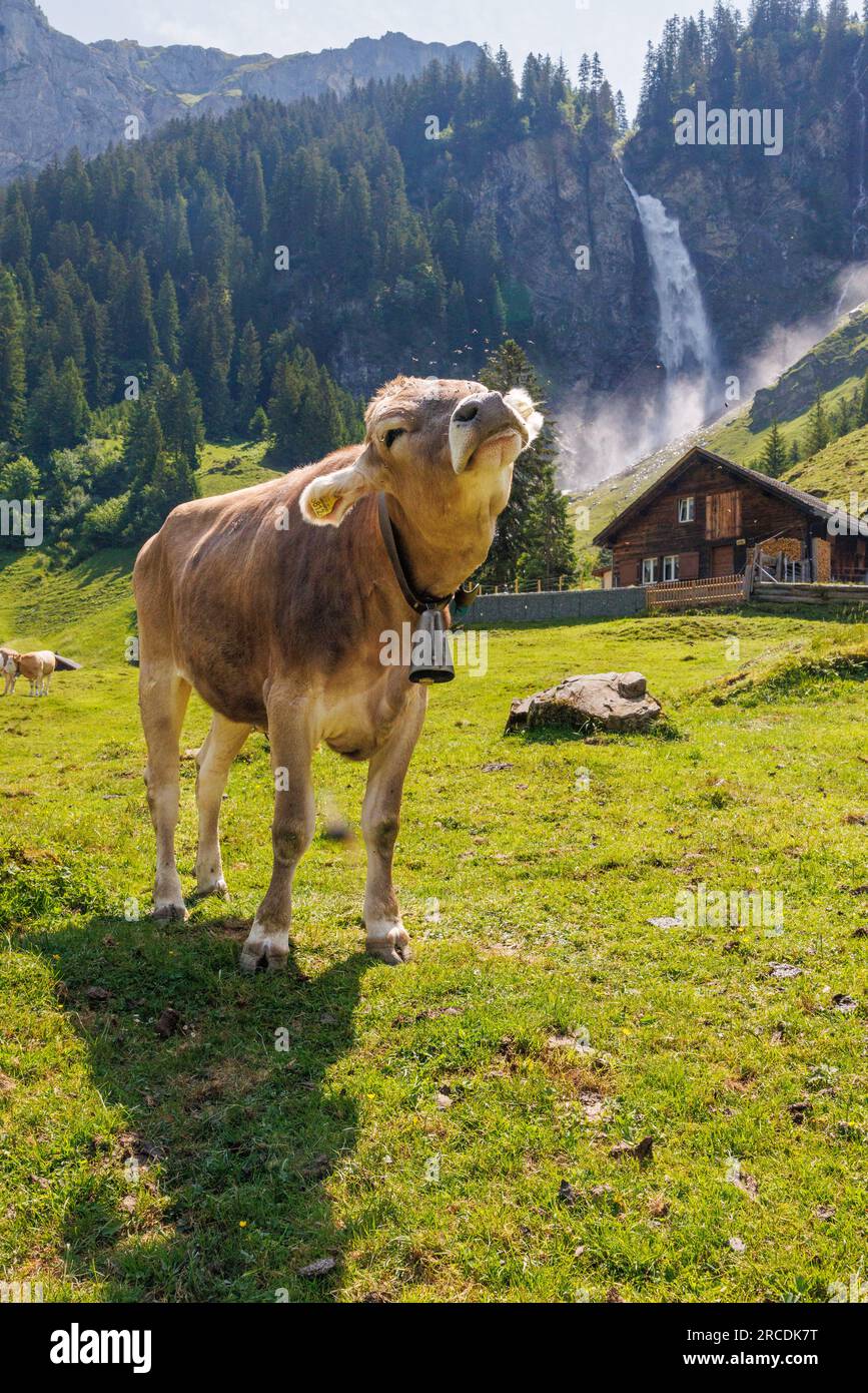 swiss cow on a alpine meadow in front of a waterfall Stock Photo - Alamy