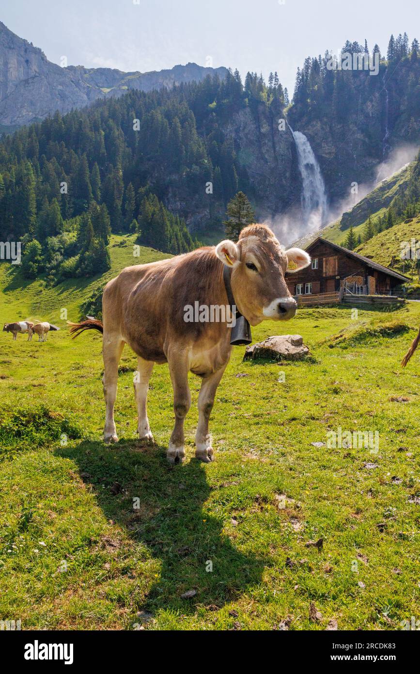 swiss cow on a alpine meadow in front of a waterfall Stock Photo - Alamy