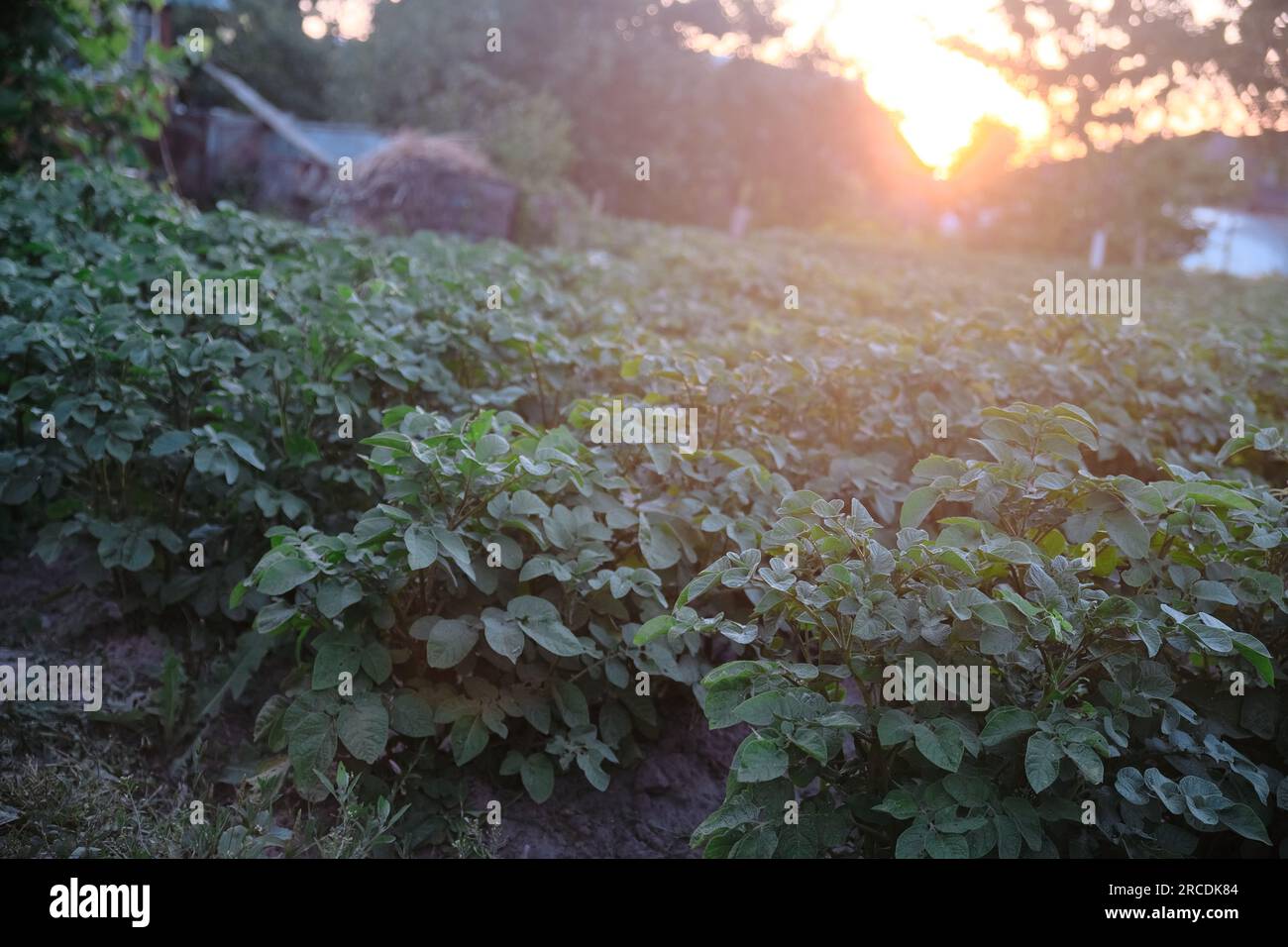 closeup potato field at the sunset Stock Photo - Alamy