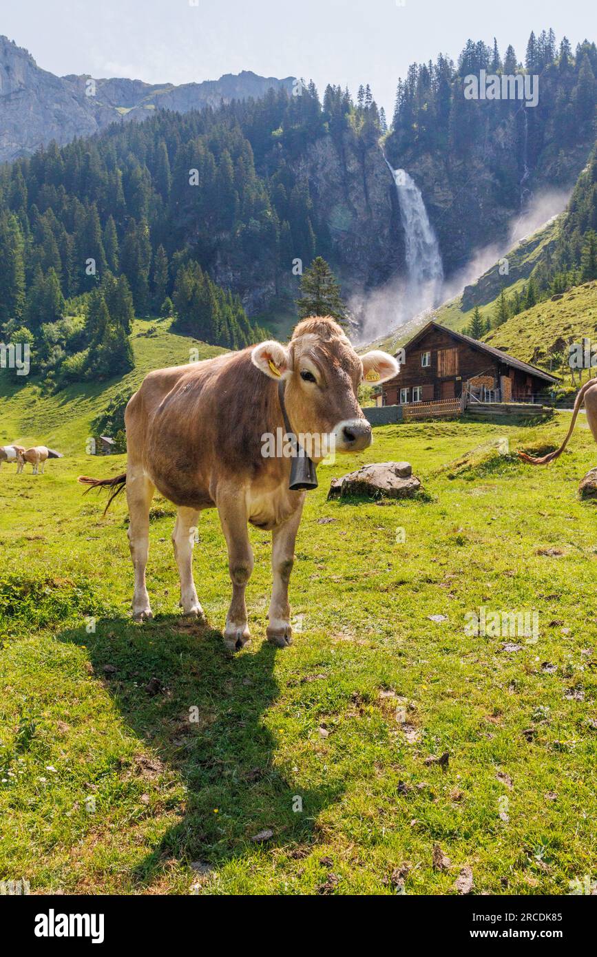 swiss cow on a alpine meadow in front of a waterfall Stock Photo - Alamy