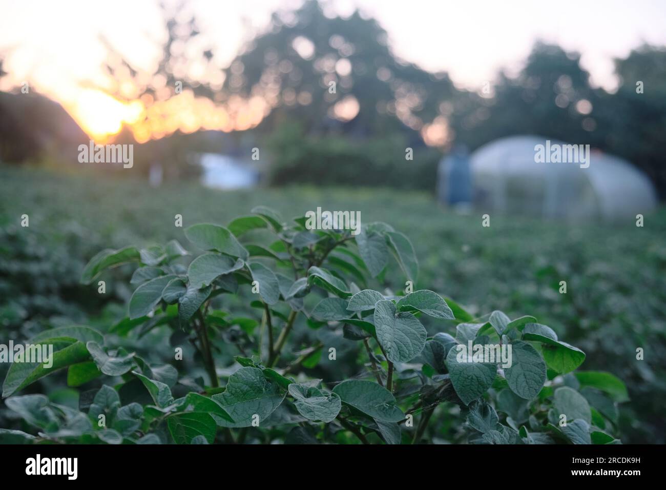 closeup potato field at the sunset Stock Photo - Alamy