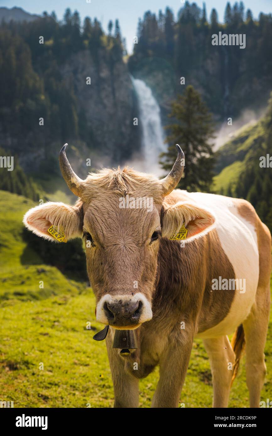 swiss cow on a alpine meadow in front of a waterfall Stock Photo - Alamy
