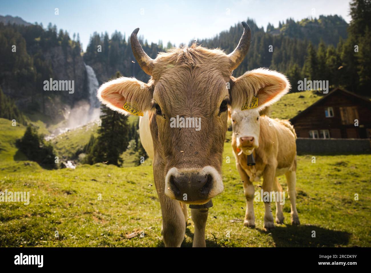 portrait of a swiss cow on a alpine meadow in front of a waterfall ...