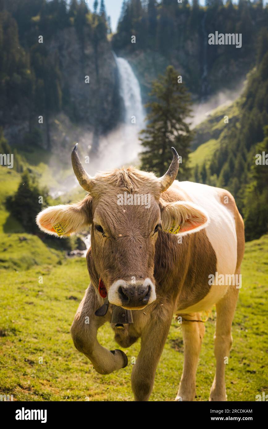 swiss cow on a alpine meadow in front of a waterfall Stock Photo - Alamy