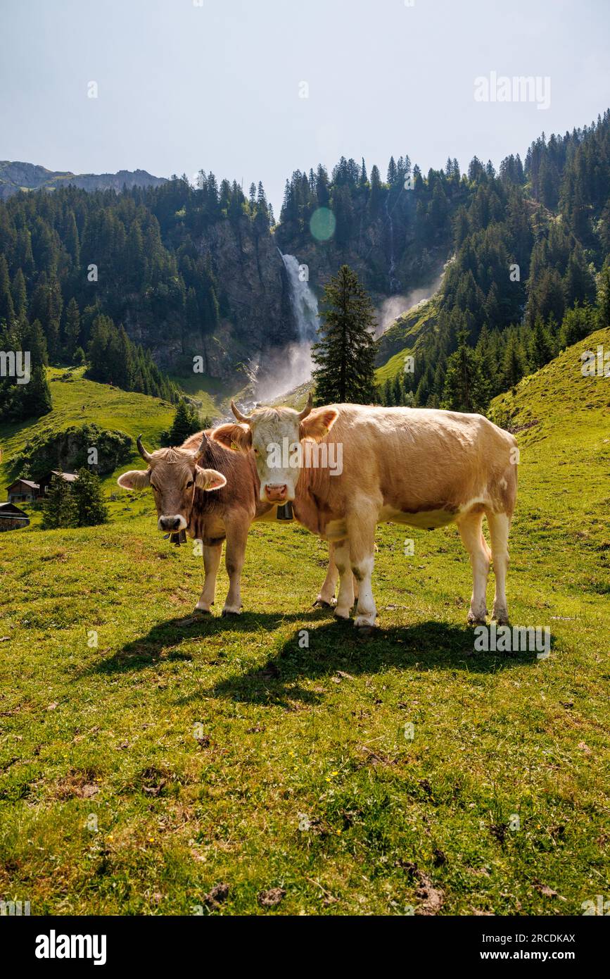 swiss cow on a alpine meadow in front of a waterfall Stock Photo - Alamy