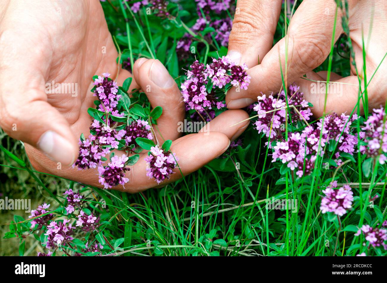 Breckland forest hi-res stock photography and images - Alamy