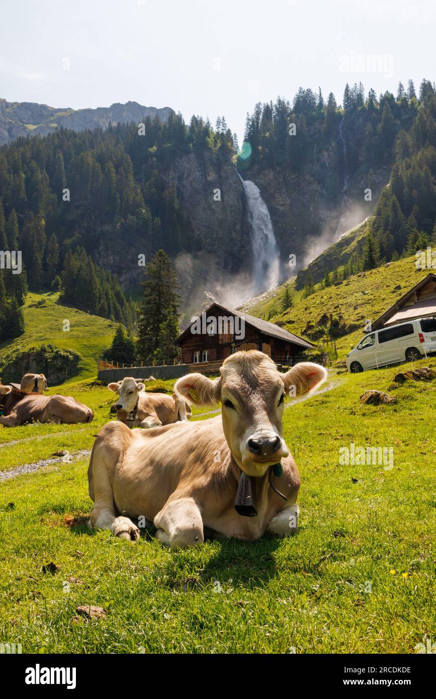 portrait of a swiss cow on a alpine meadow in front of a waterfall ...