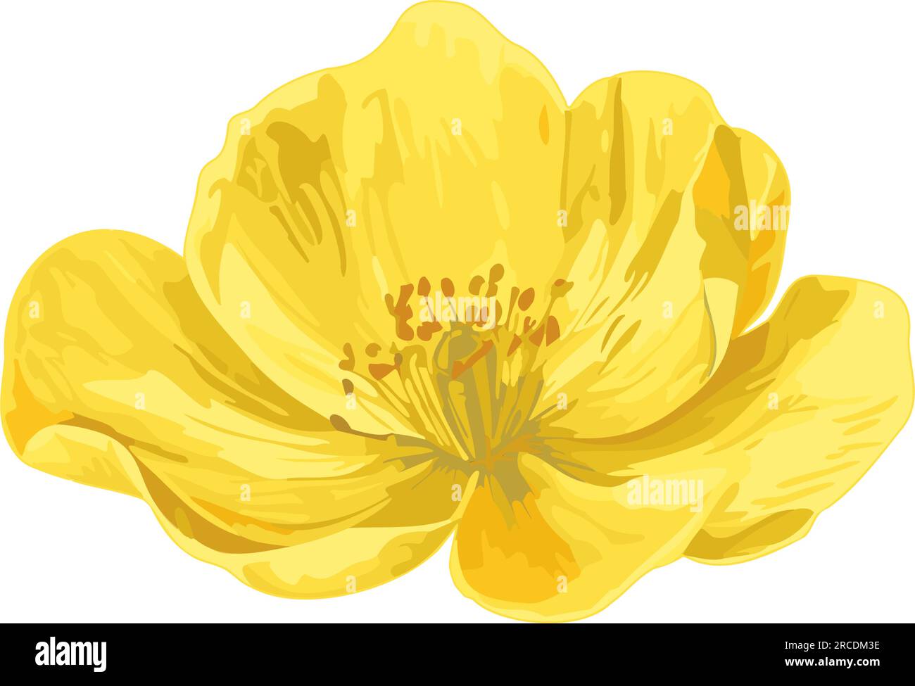 Blooming yellow primrose. Yellow flower isolated. Floral watercolor ...