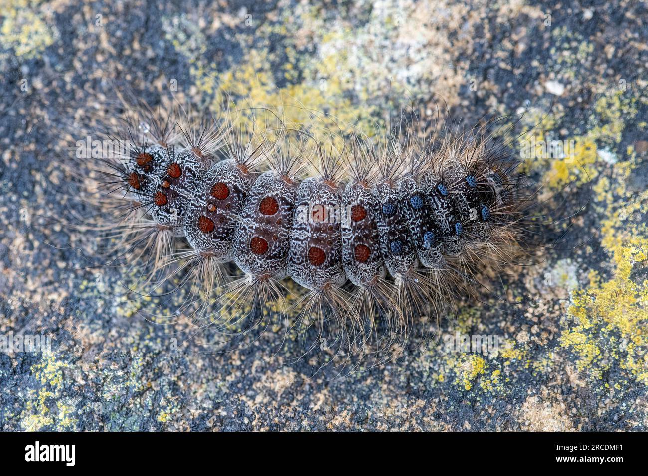 Gypsy moth (Lymantria dispar) caterpillar or larva, England, UK, a ...
