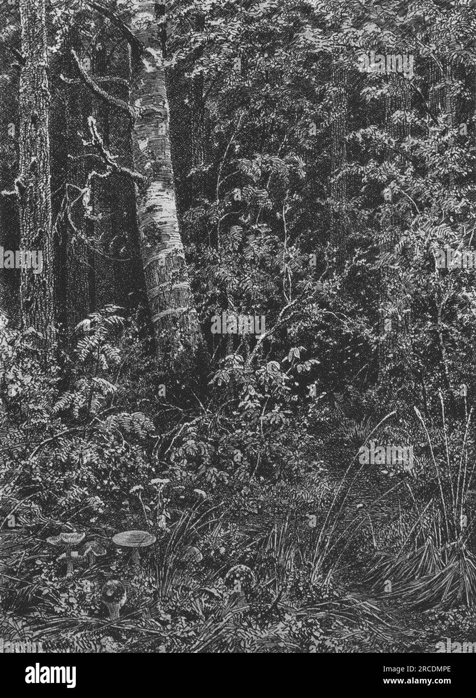 Thicket Black and White Stock Photos & Images - Alamy