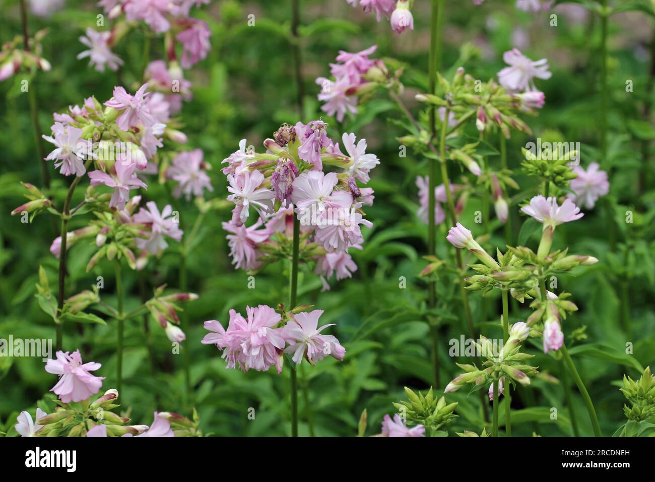 Pink ornamental double soapwort, Saponaria officinalis, flower heads ...