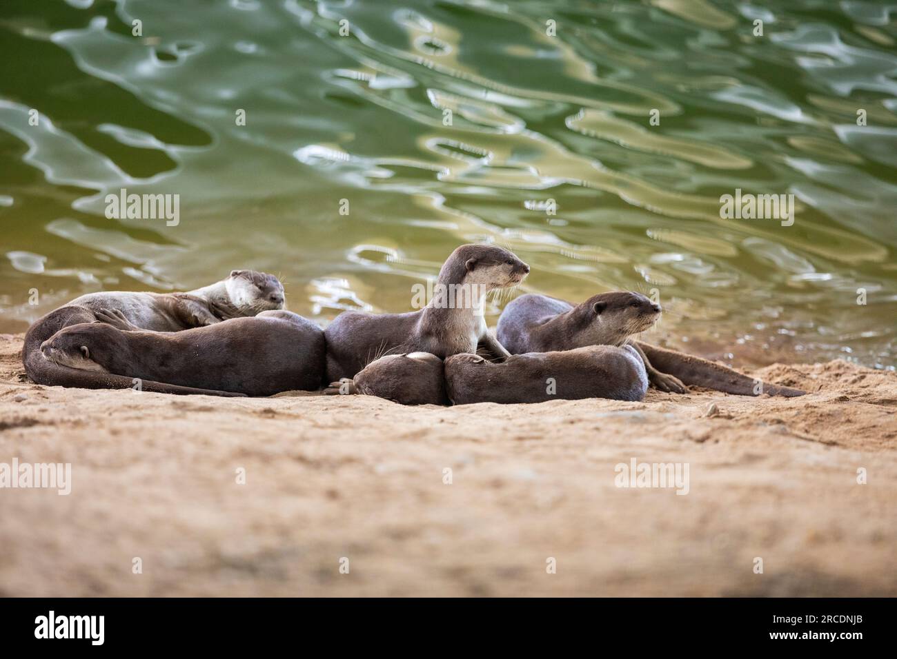 Smooth coated otter family rests outside holt on riverbank next to ...
