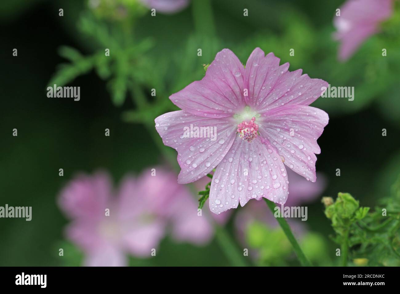 Pink musk mallow, Malva moschata, flower in close up with rain drops ...