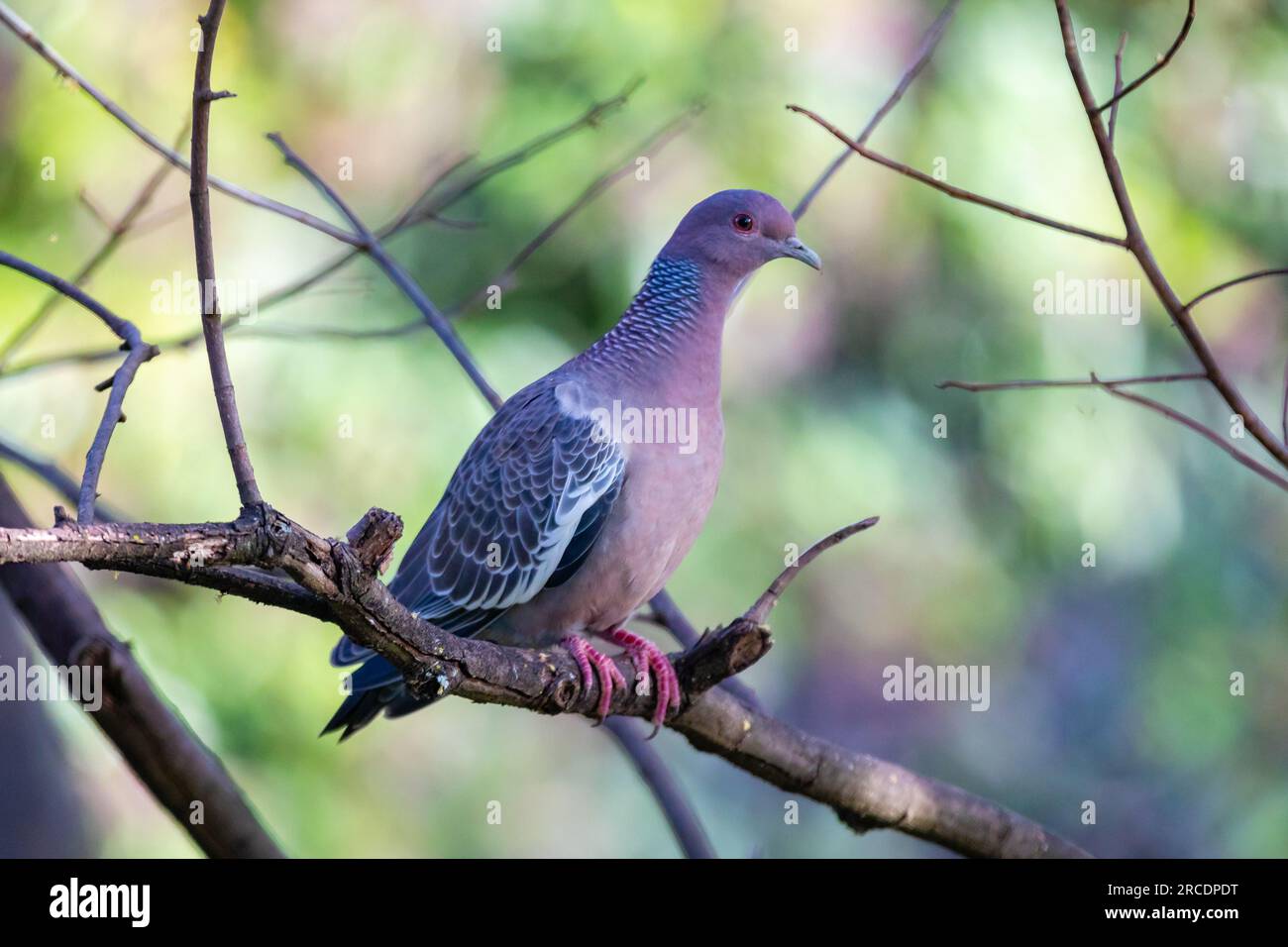 Pomba dove hi-res stock photography and images - Alamy