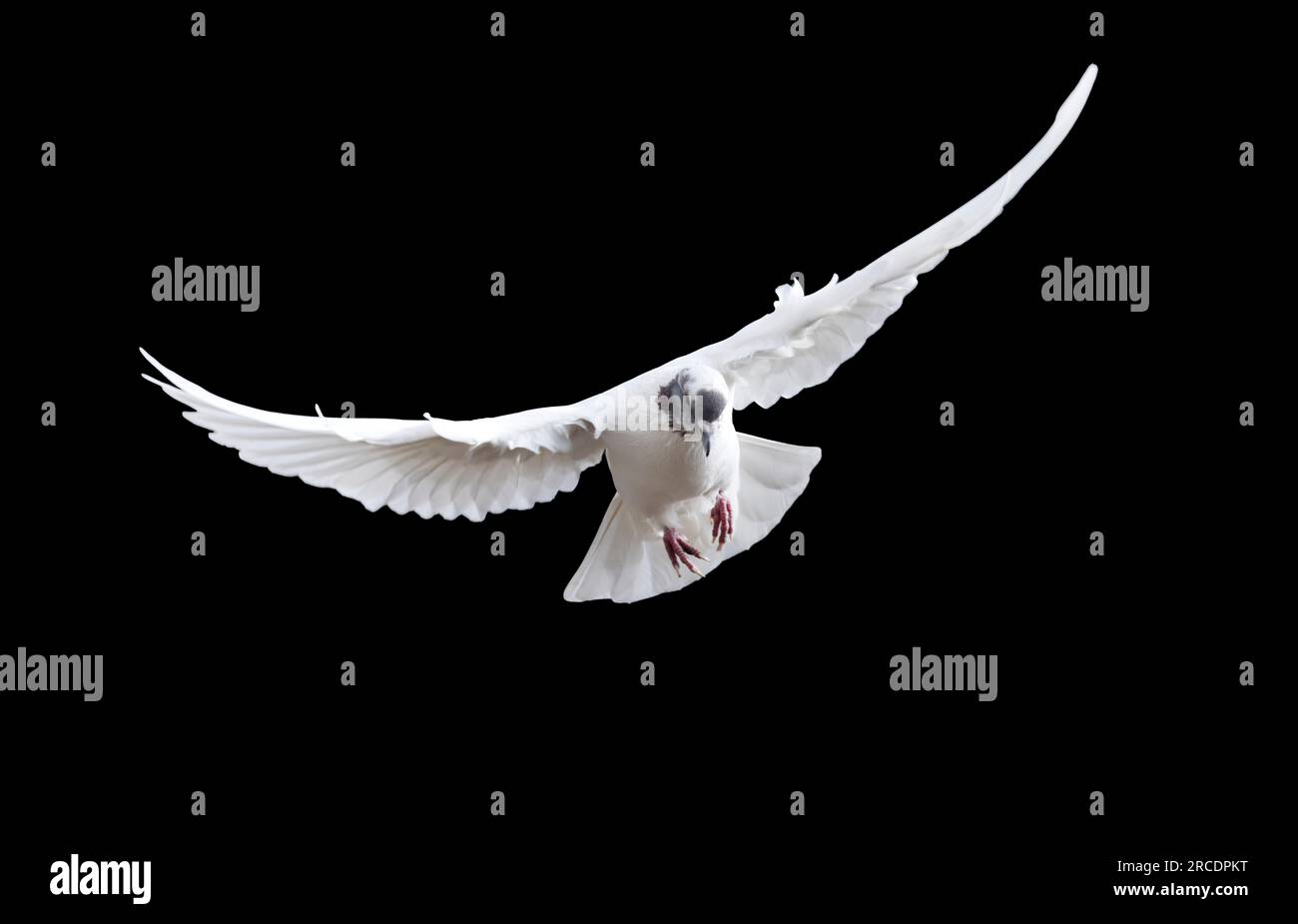 white dove spread its wings, flies on a black background Stock Photo - Alamy