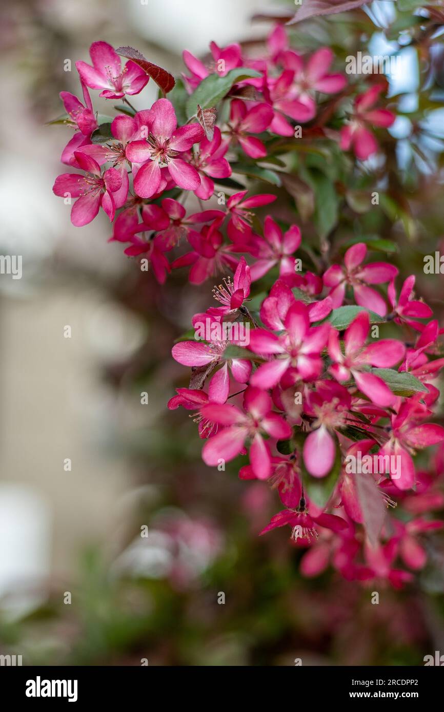 Aesthetic motion hi-res stock photography and images - Alamy