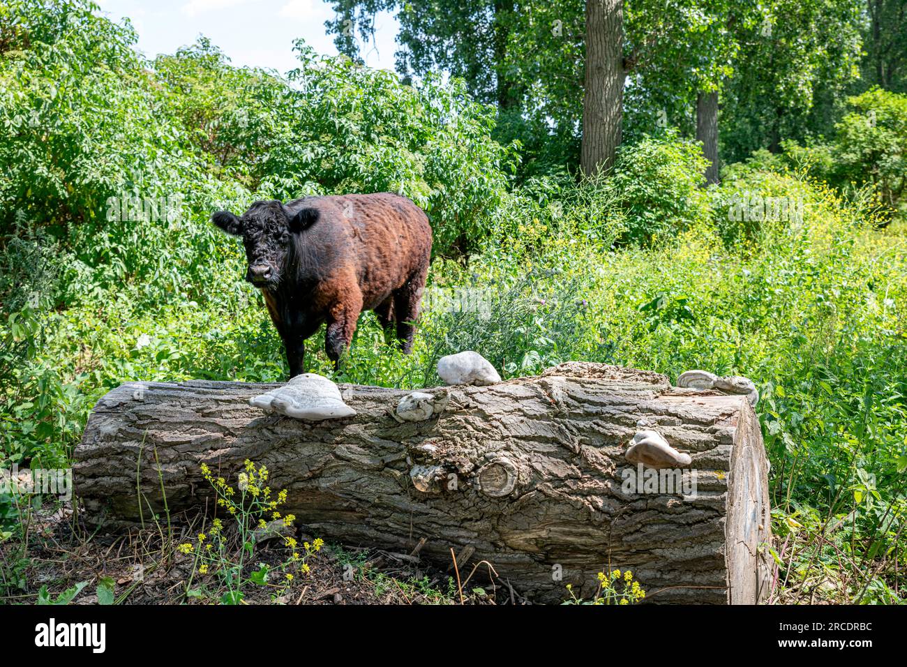 a tree with large fungi with behind it a galloway in the green ...
