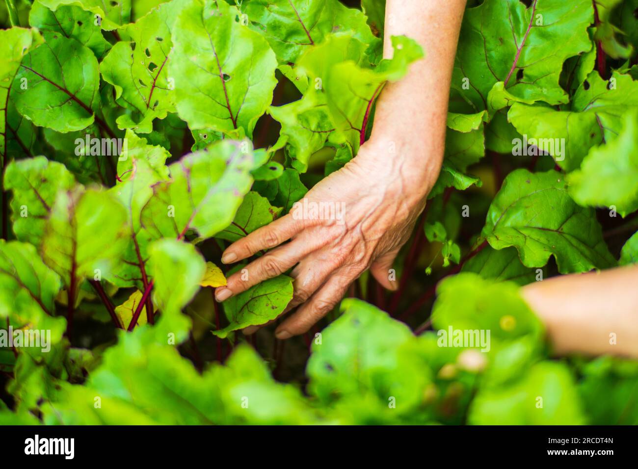 The farmer takes care of the plants in the vegetable garden on the farm ...
