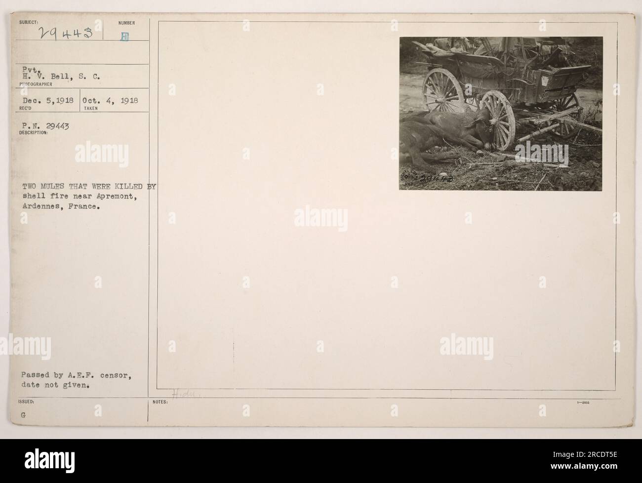 Two mules killed by shell fire near Apremont, Ardennes, France during ...