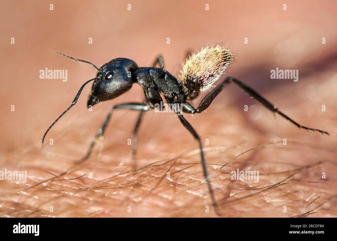 macro of an african soldier termite running on the arm Stock Photo - Alamy