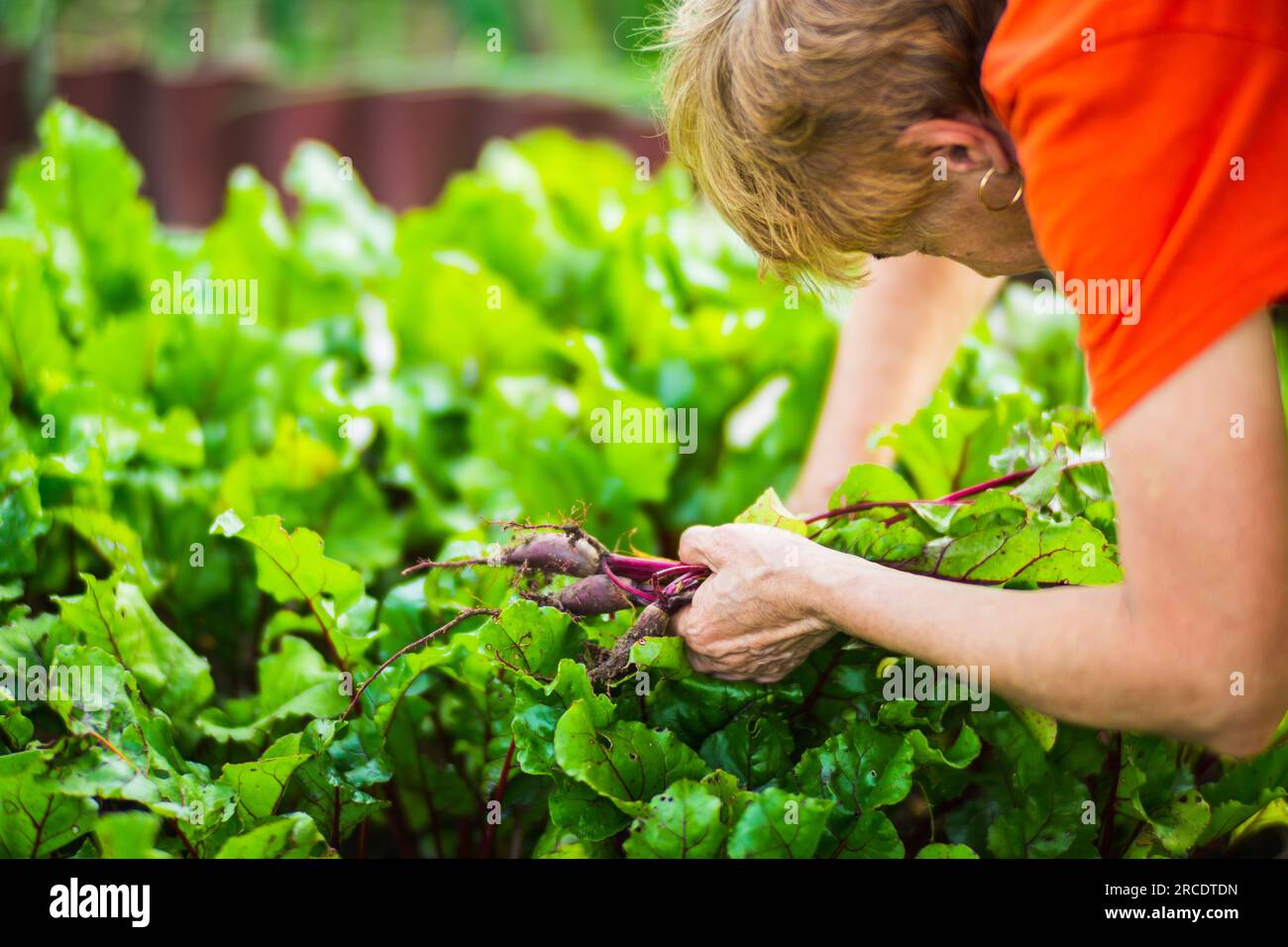The farmer takes care of the plants in the vegetable garden on the farm ...