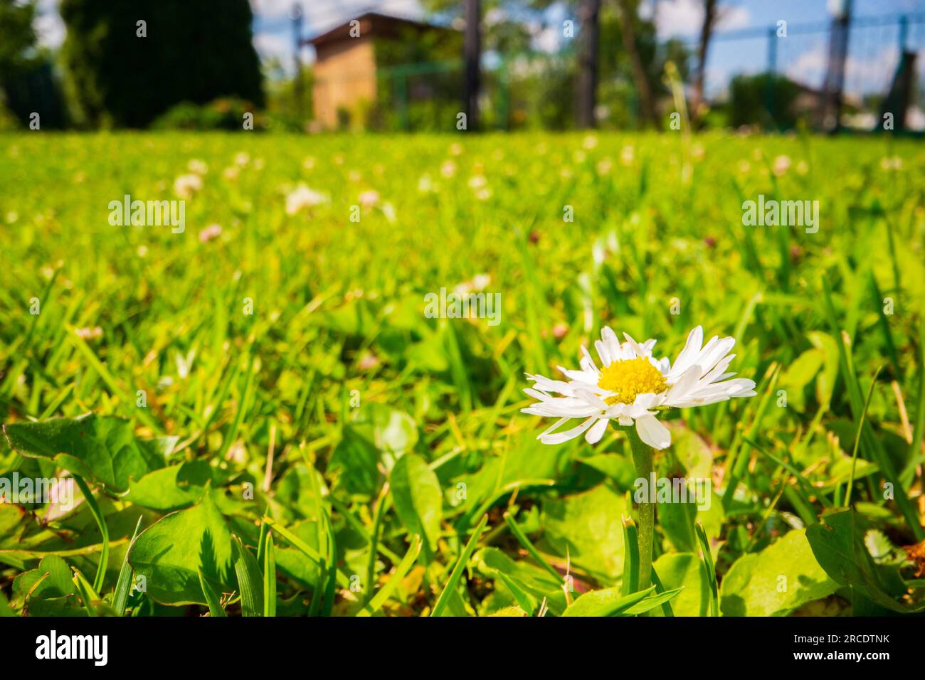 Flower close-up on a sunny day in summer. Beautiful natural rural ...