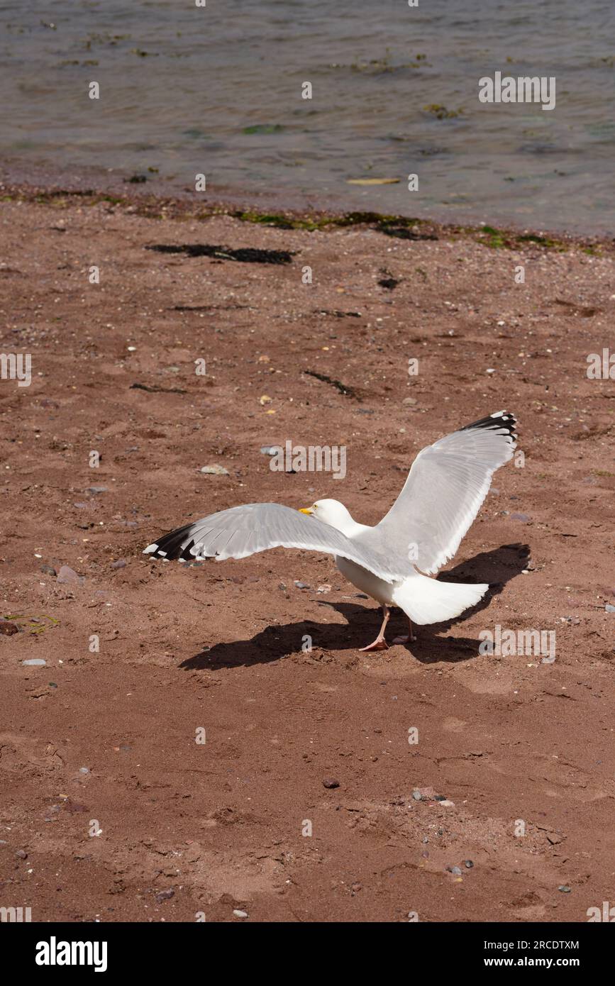 A herring gull landing on its own shadow on a Devon beach Stock Photo ...