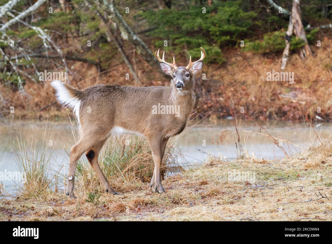 White-tailed Deer (Odocoileus virginianus). Mature Buck during mating ...
