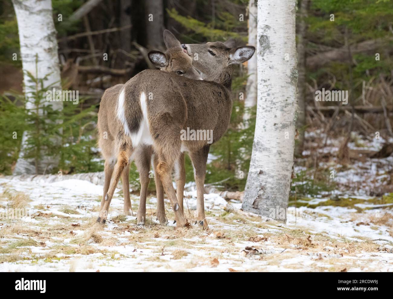 White-tailed Deer (Odocoileus virginianus). Mother and her offspring ...