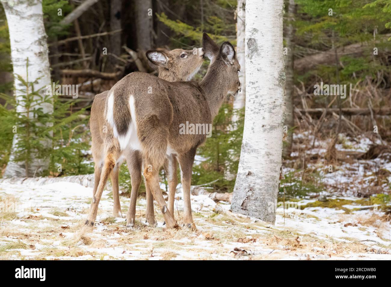 White-tailed Deer (Odocoileus virginianus). Mother and her offspring ...