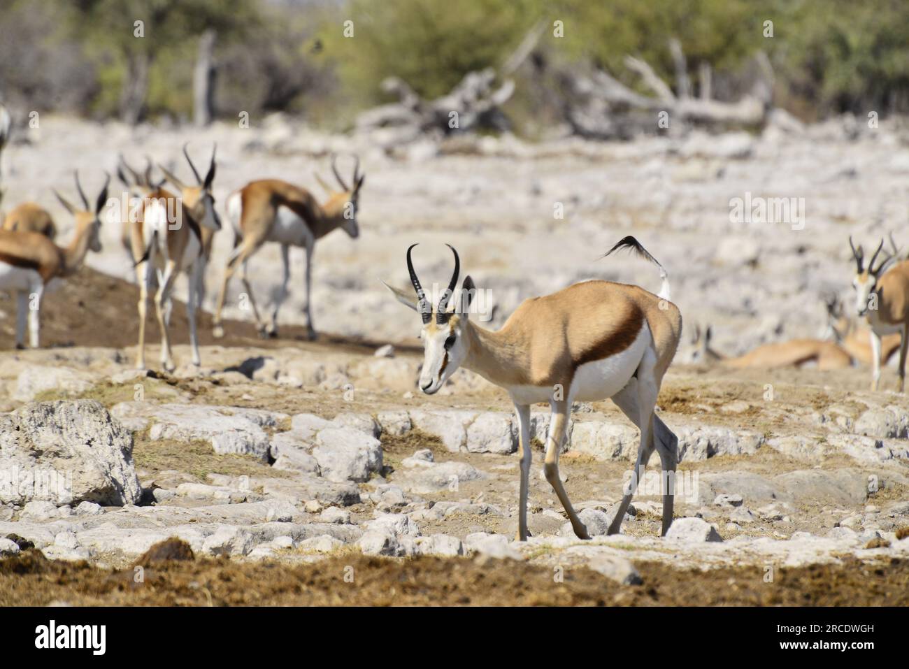 Springbok, a common antelope in Etosha National Park, Namibia Stock ...
