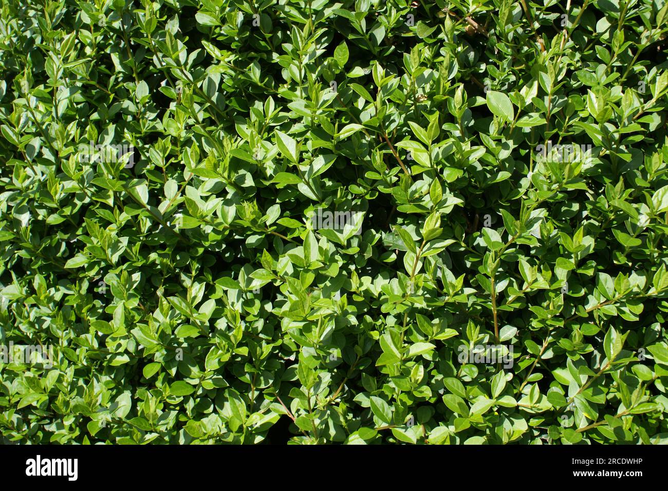 Beautiful green leaves bush hi-res stock photography and images - Alamy
