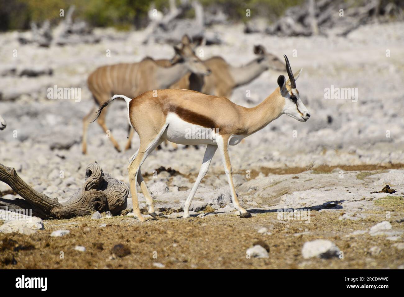Springbok, a common antelope in Etosha National Park, Namibia Stock ...