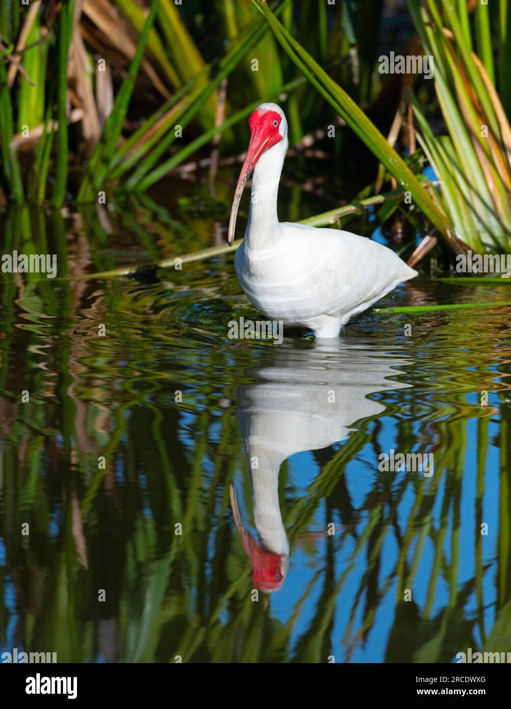 American White Ibis (Eudocimus albus). Mature male in Green Cay ...