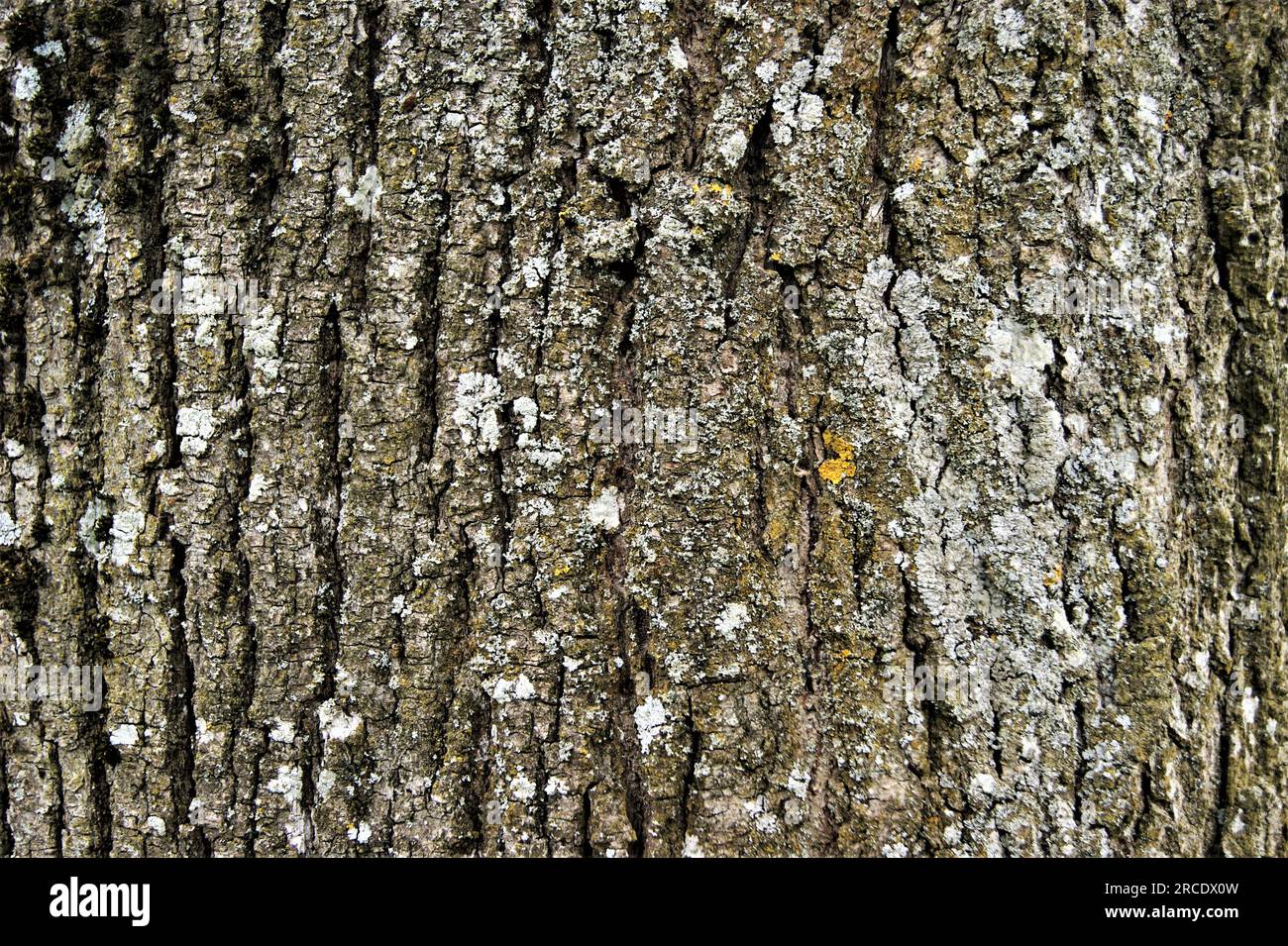 Linden tree bark. Background texture. Tree trunk close-up Stock Photo ...