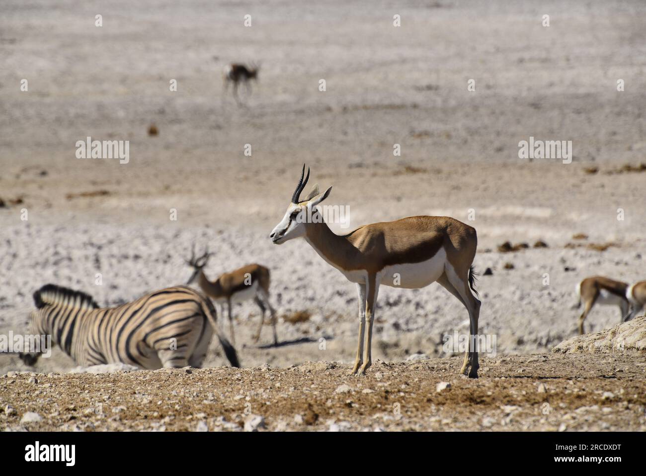 Most common antelope hi-res stock photography and images - Alamy