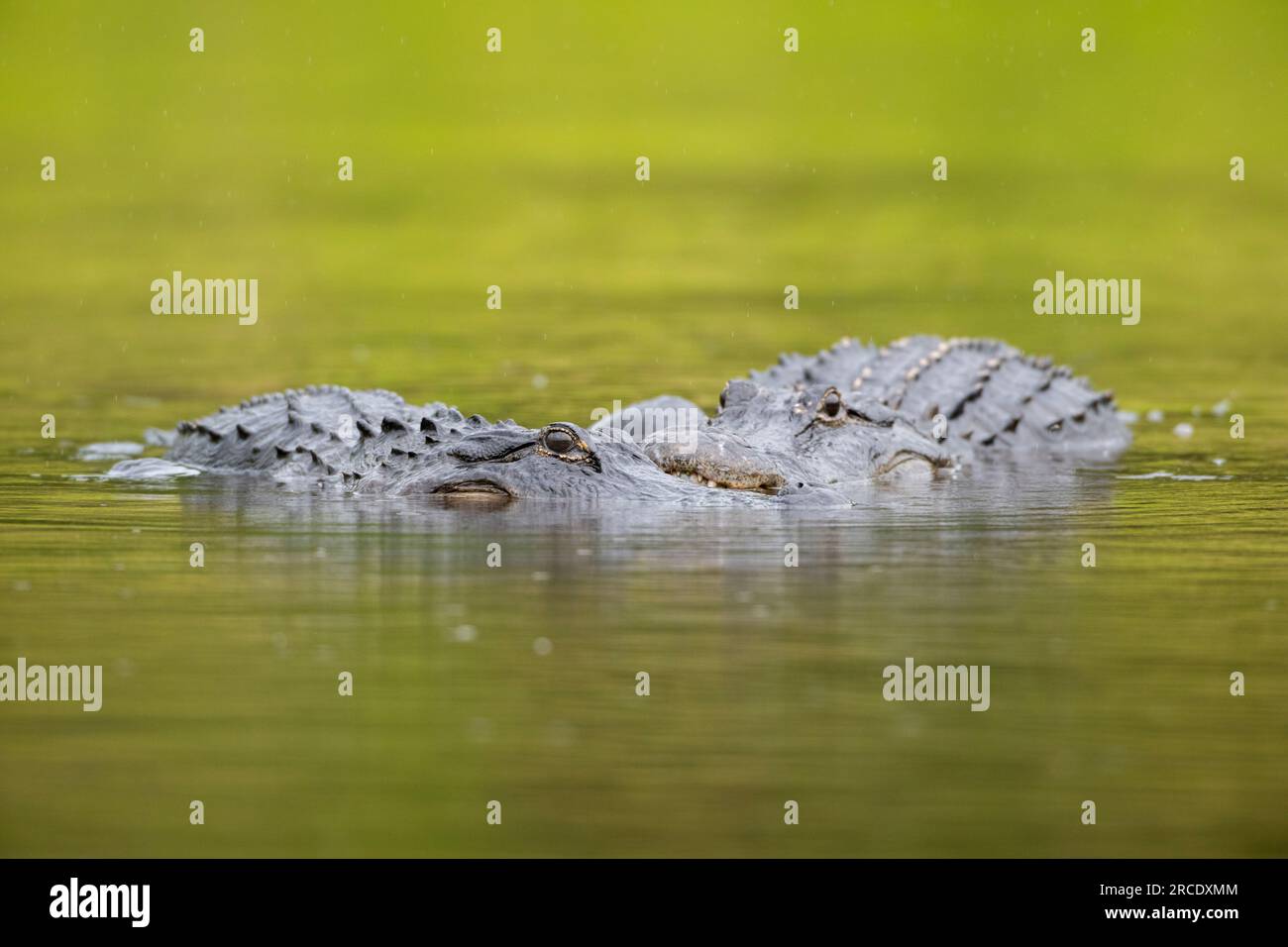 American alligators mating hi-res stock photography and images - Alamy