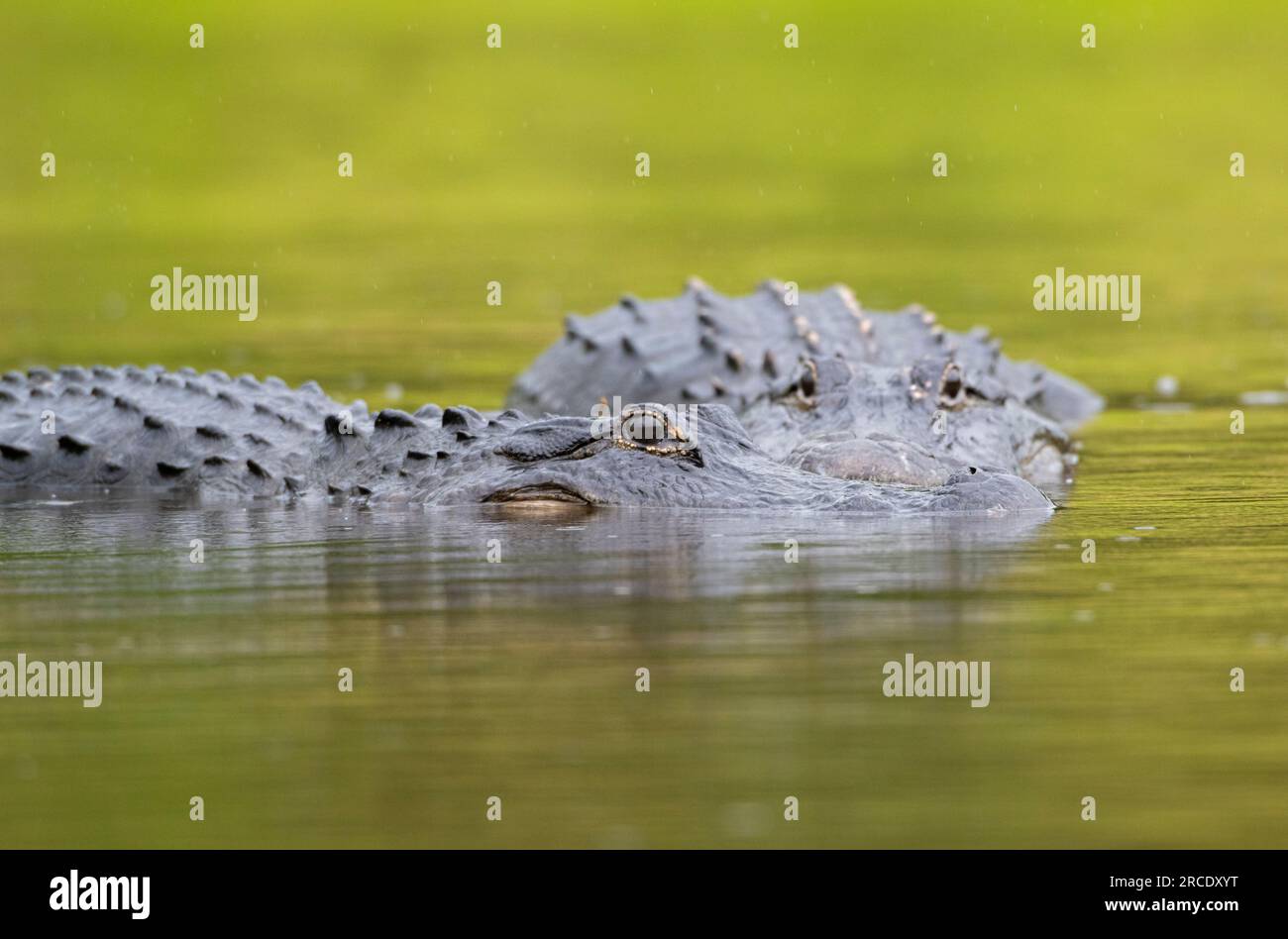 Alligator mating hi-res stock photography and images - Alamy