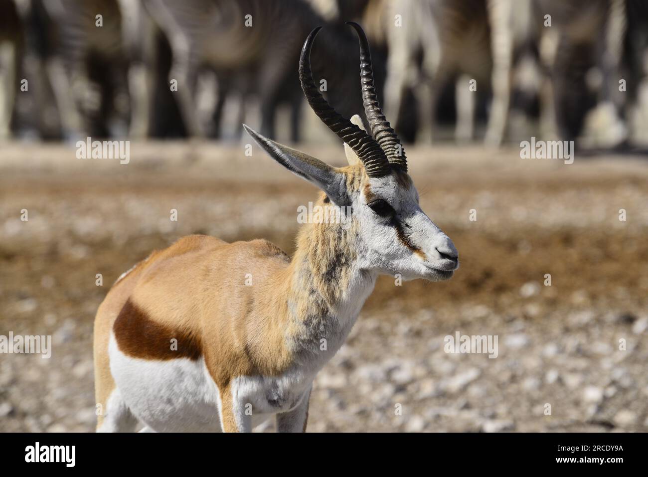 Springbok, a common antelope in Etosha National Park, Namibia Stock ...