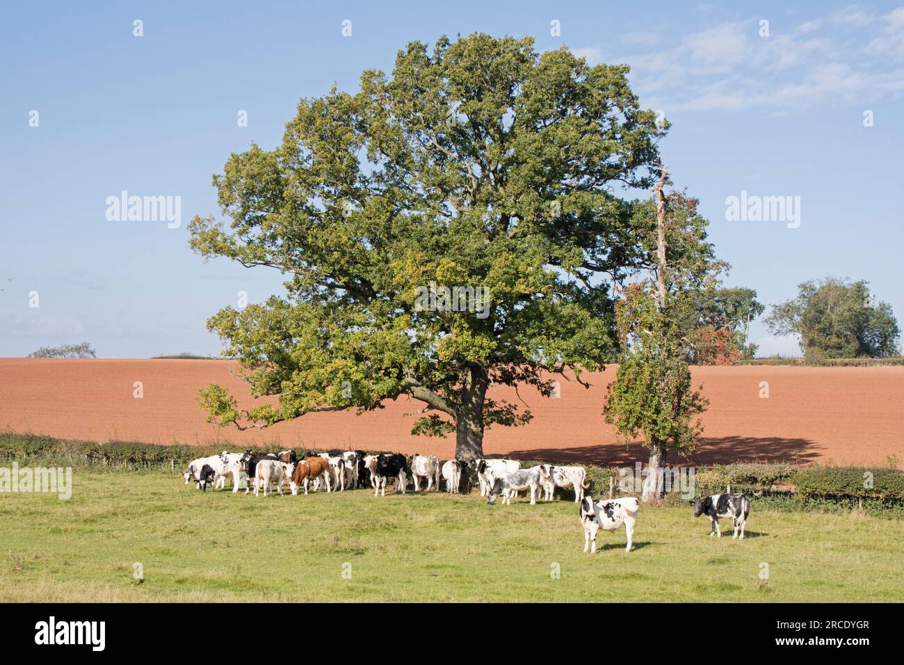 Cattle gathered under the shade of a Oak tree in summertime, England ...