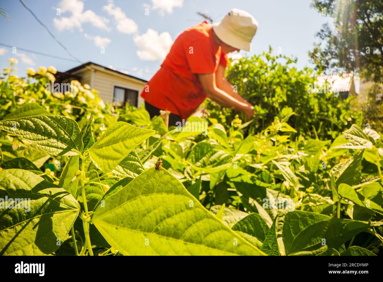 The farmer takes care of the plants in the vegetable garden on the farm ...