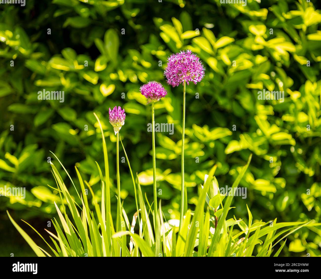 Allium purple sensation lavender hi-res stock photography and images ...