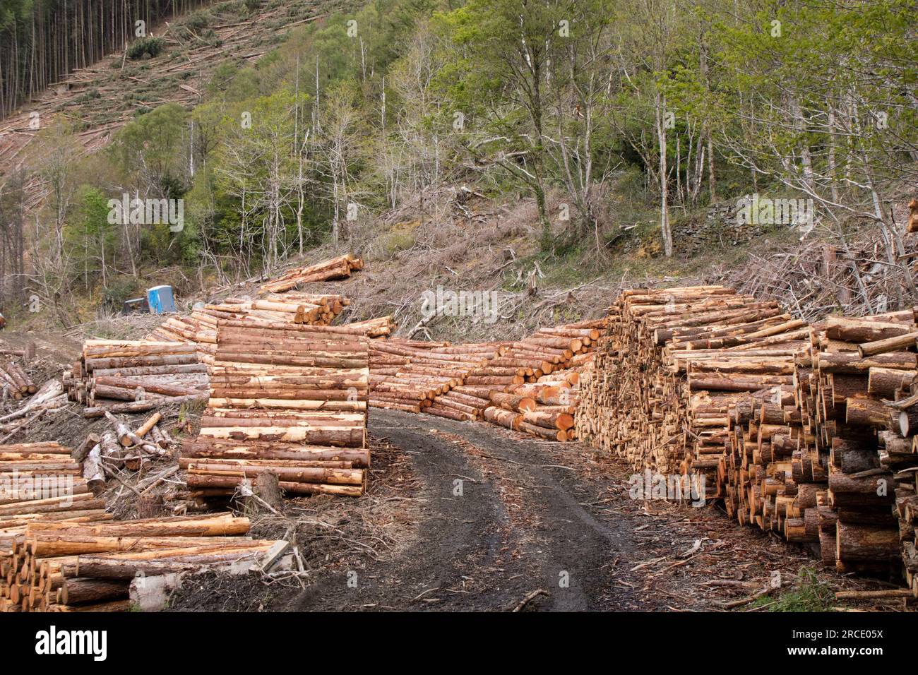 Timber harvesting of a coniferous forests in the UK Stock Photo - Alamy