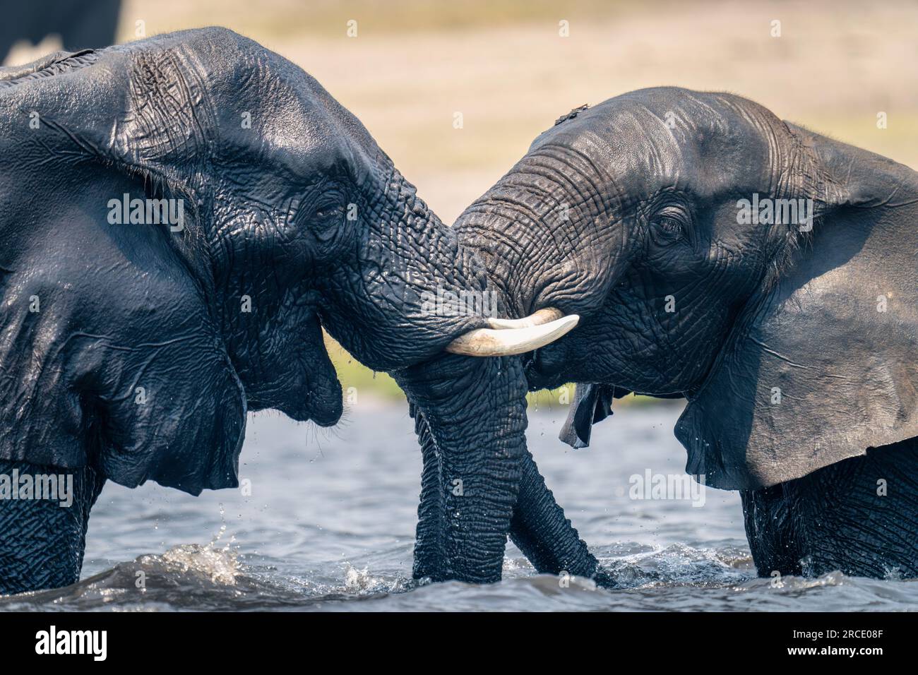 Close-up of African elephants playing in river Stock Photo - Alamy
