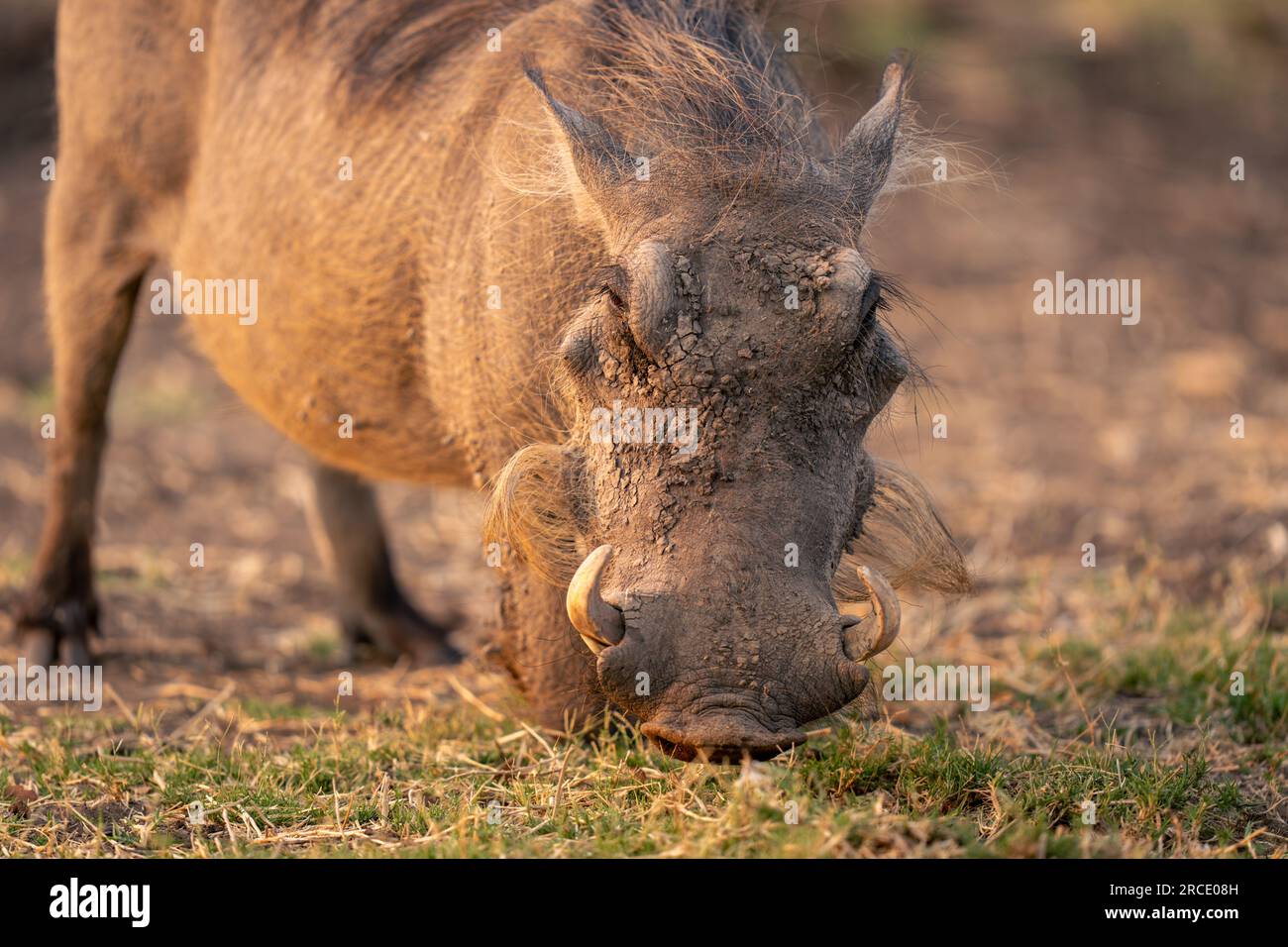 Close-up of female common warthog kneeling grazing Stock Photo - Alamy