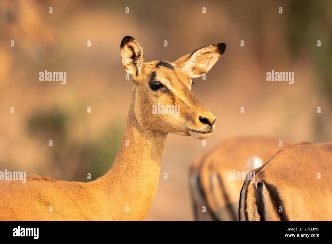 Female impala harem hi-res stock photography and images - Alamy
