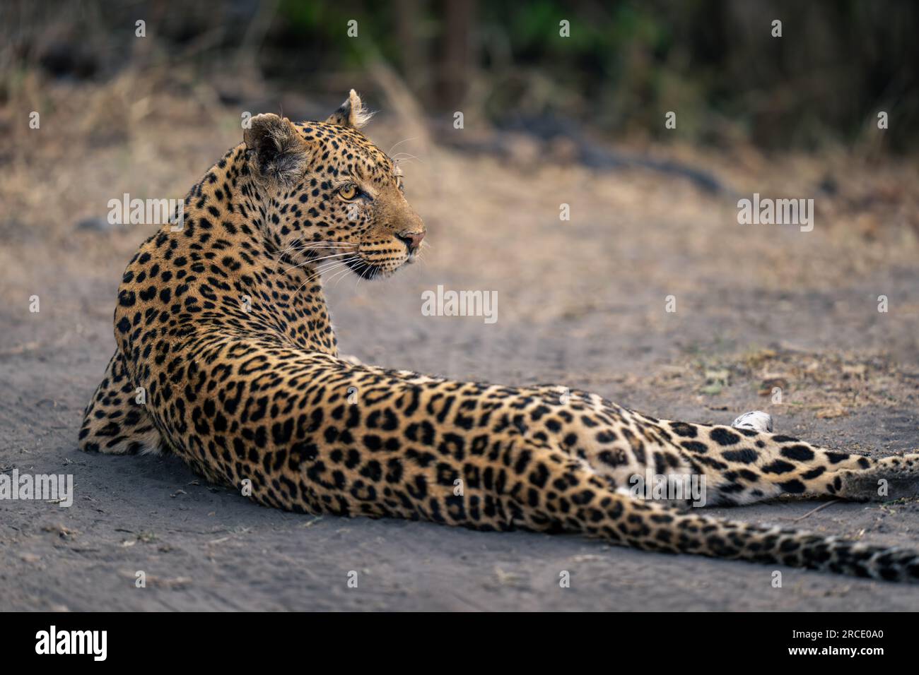 Leopard looking over shoulder hi-res stock photography and images - Alamy